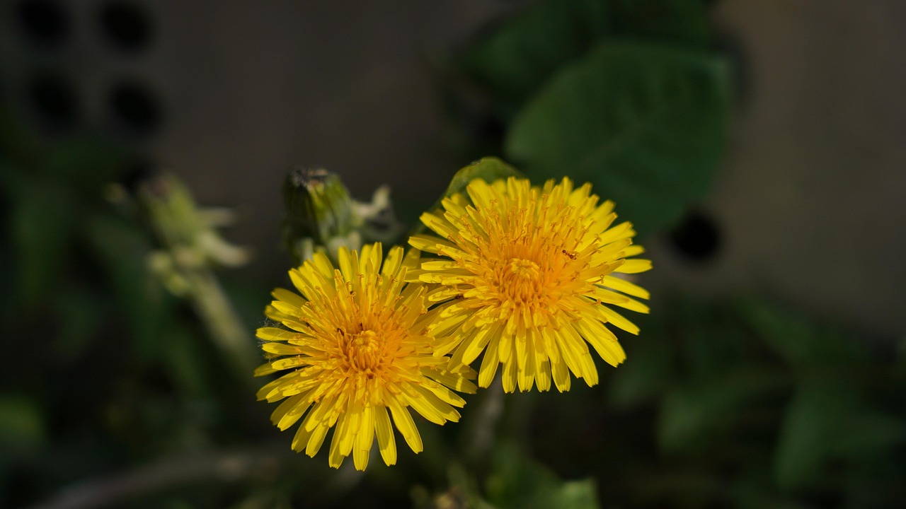 Flores Diente De León Planta - Foto gratis en Pixabay - Pixabay
