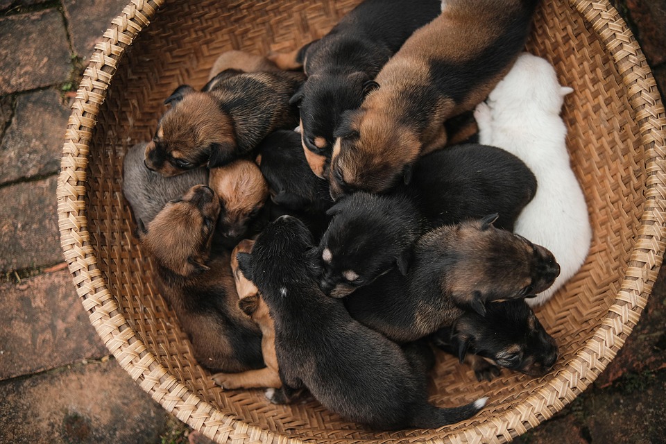 Dog Pet Puppy - Free photo on Pixabay