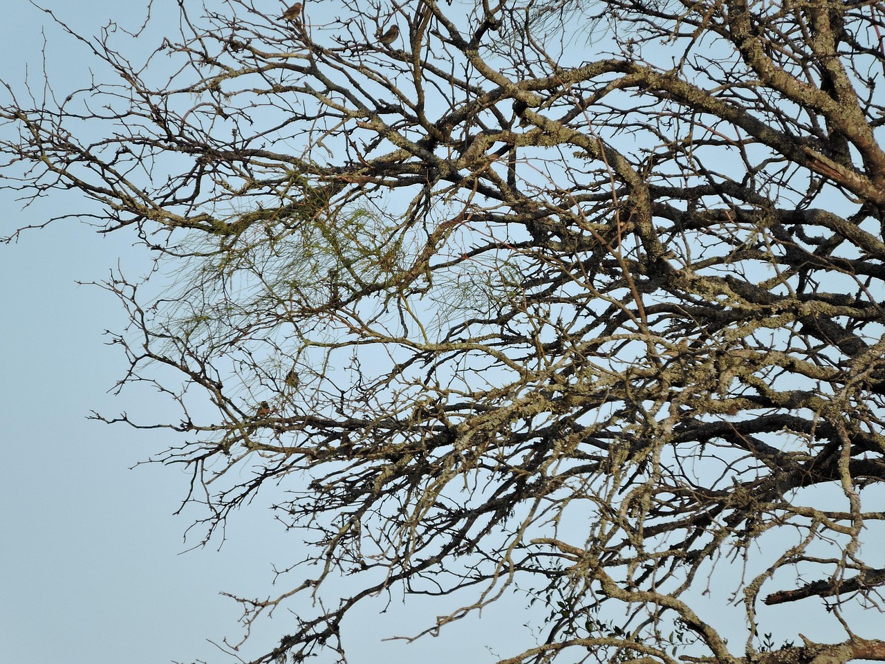 Árbol Nature - Free photo on Pixabay - Pixabay
