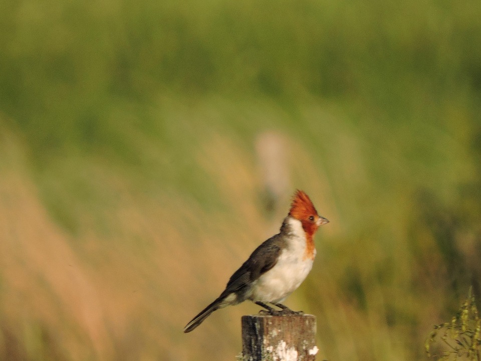 Cardenal Pájaro - Foto gratis en Pixabay