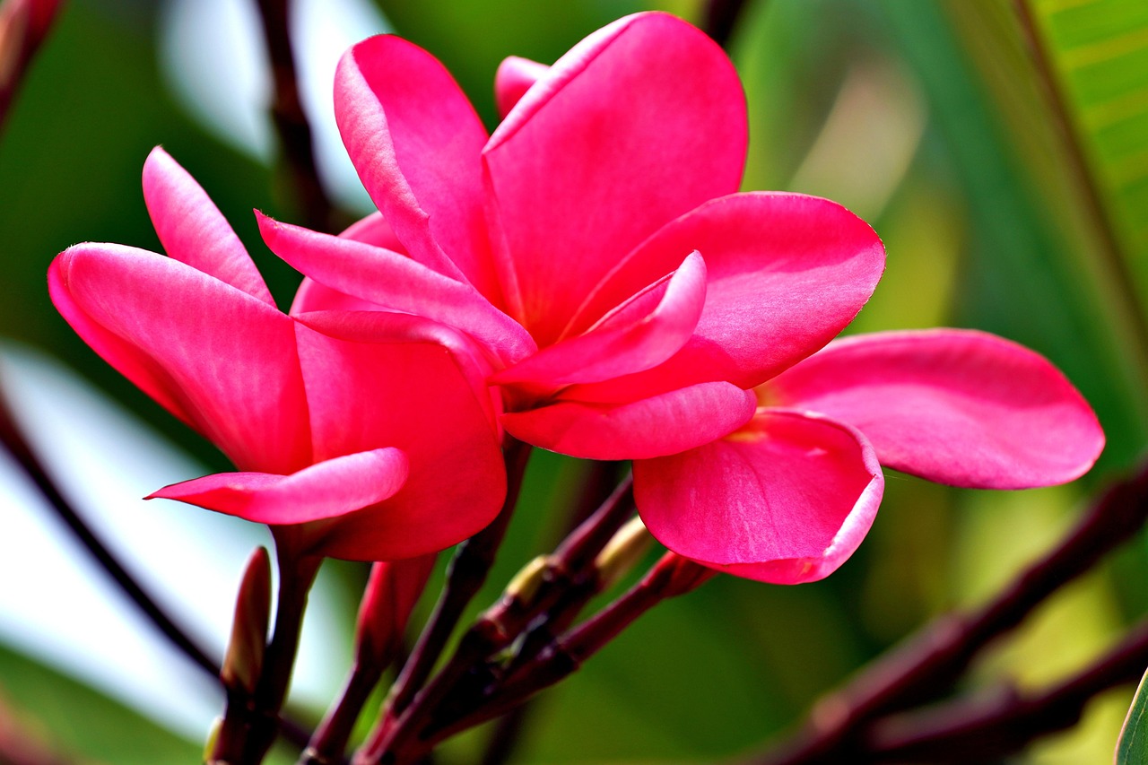 Flower Plumeria Frangi Pani - Free photo on Pixabay - Pixabay