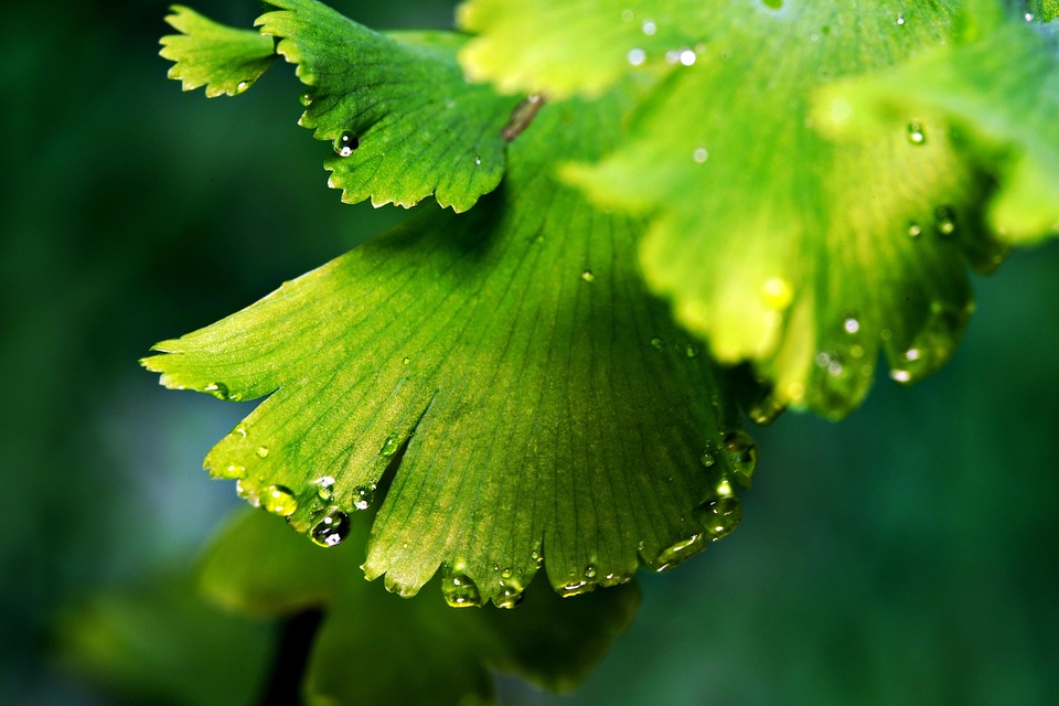 Adiantum Flora Daun-Daun - Foto gratis di Pixabay - Pixabay