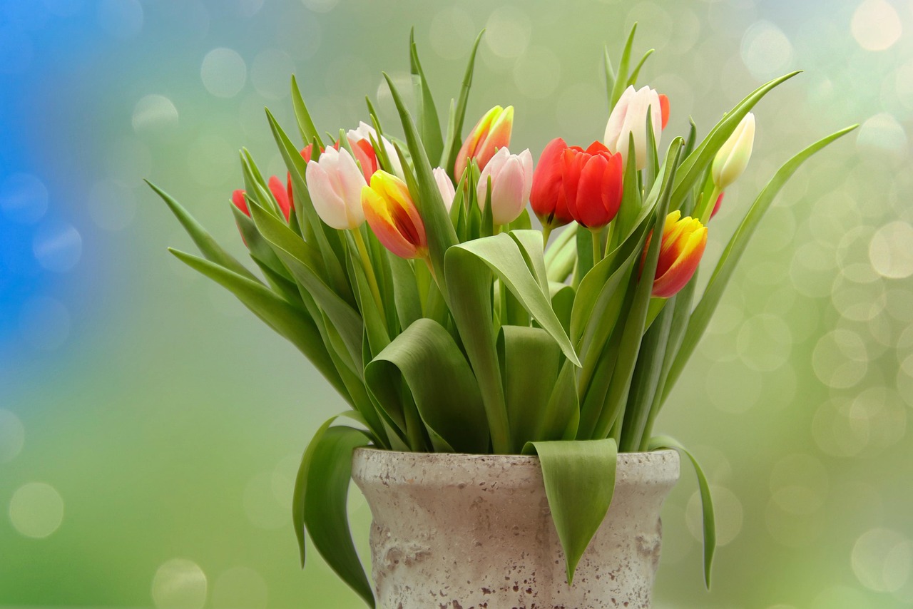 200+ kostenlose Tulpenstrauss und Tulpenstrauß-Bilder - Pixabay