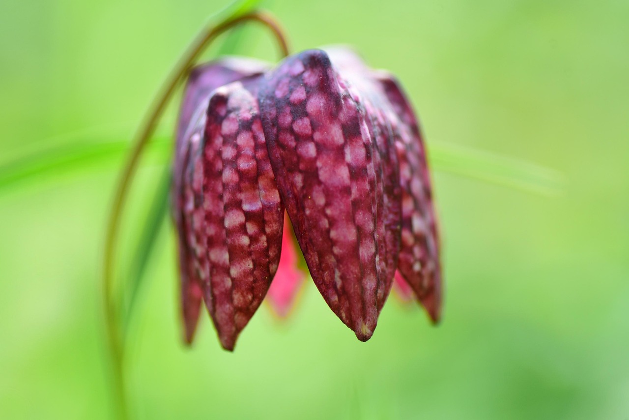 Fritillaria Meleagris Chess Flower - Free photo on Pixabay - Pixabay