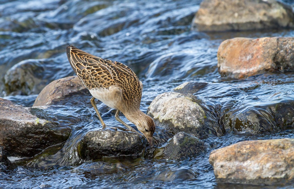 Bird River Wader - Free photo on Pixabay - Pixabay