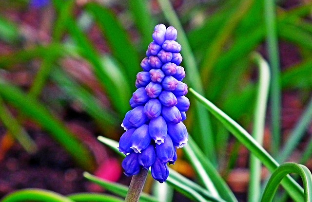 Fleurs Jacinthe De Raisin Bloom - Photo gratuite sur Pixabay - Pixabay