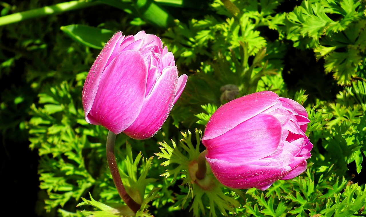50+ Free Poppy Anemone & Bloom Images - Pixabay