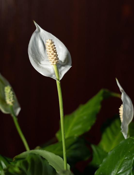 Spathiphyllum Botany Growth - Free photo on Pixabay