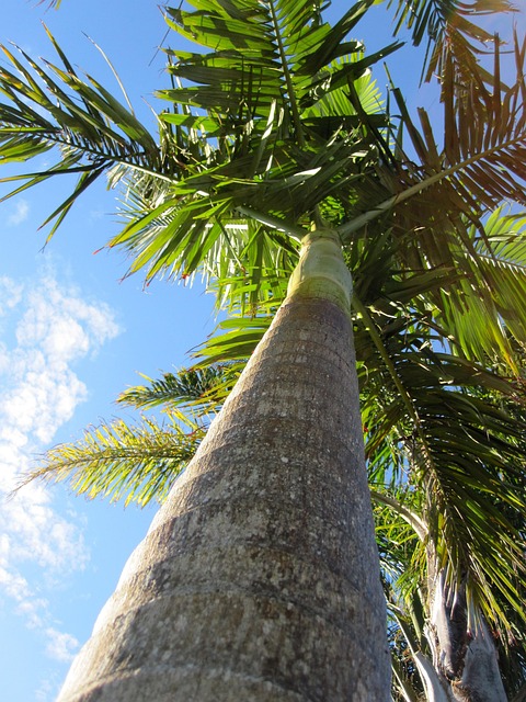 New Zealand Palm Tree - Free photo on Pixabay - Pixabay