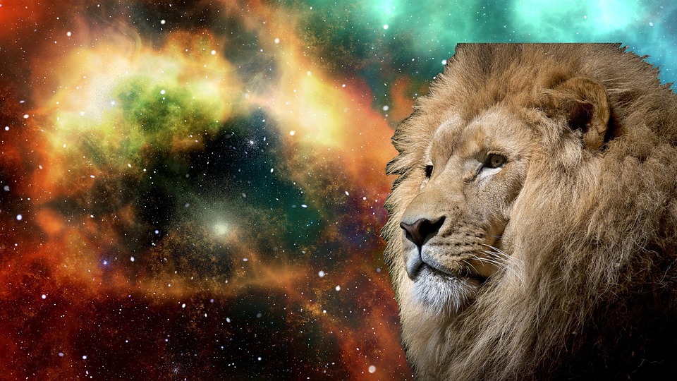 狮子 猫咪 动物 - Pixabay上的免费照片 - Pixabay