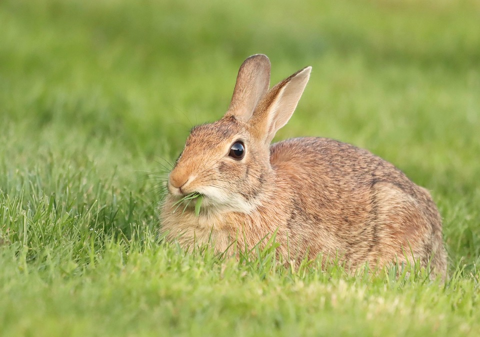 Animal Rabbit Mammal - Free photo on Pixabay