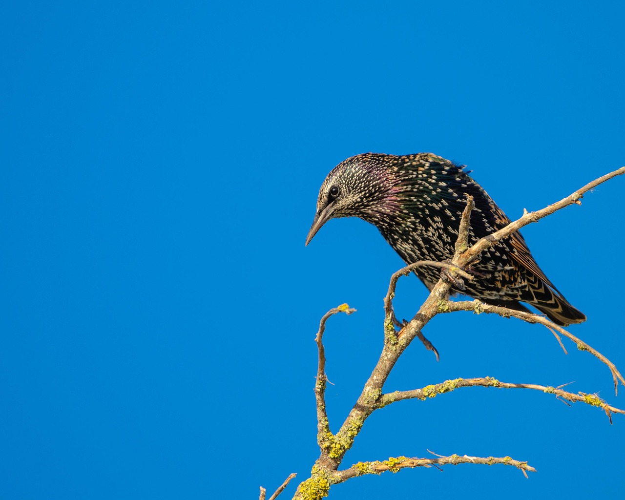 Starling Bird Wild - Free photo on Pixabay