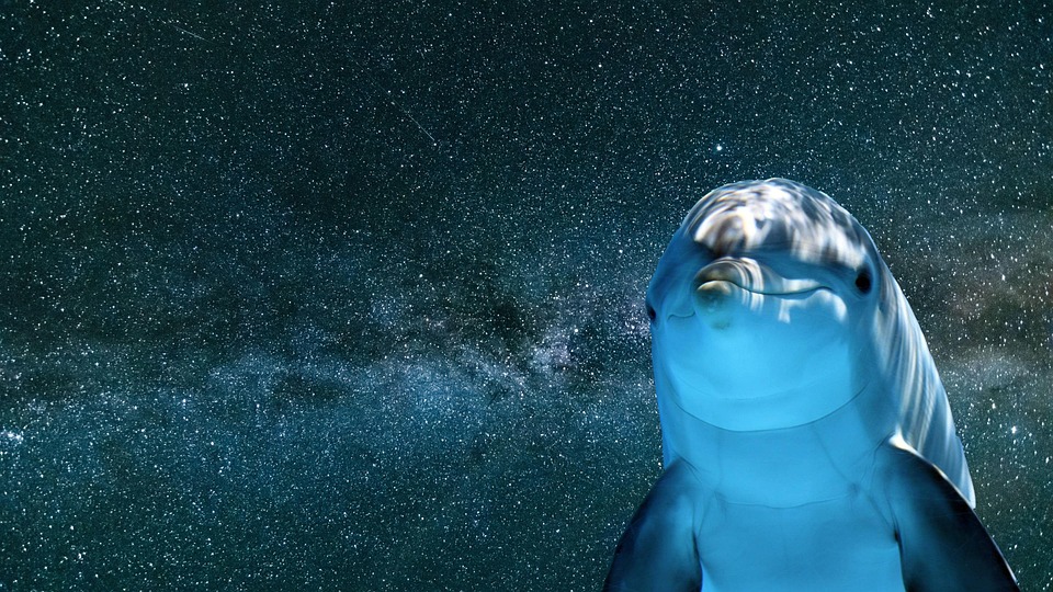 Delfin Tier Universum - Kostenloses Foto auf Pixabay