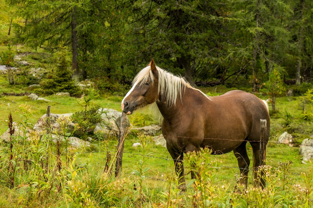 Horse Animal Mammal - Free photo on Pixabay - Pixabay
