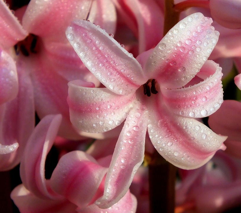 Hyacint Tuin Hyacinthus - Gratis foto op Pixabay