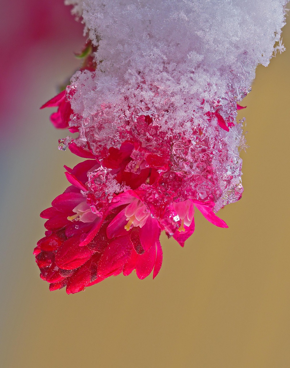 Salju Mekar Bloom - Foto gratis di Pixabay - Pixabay