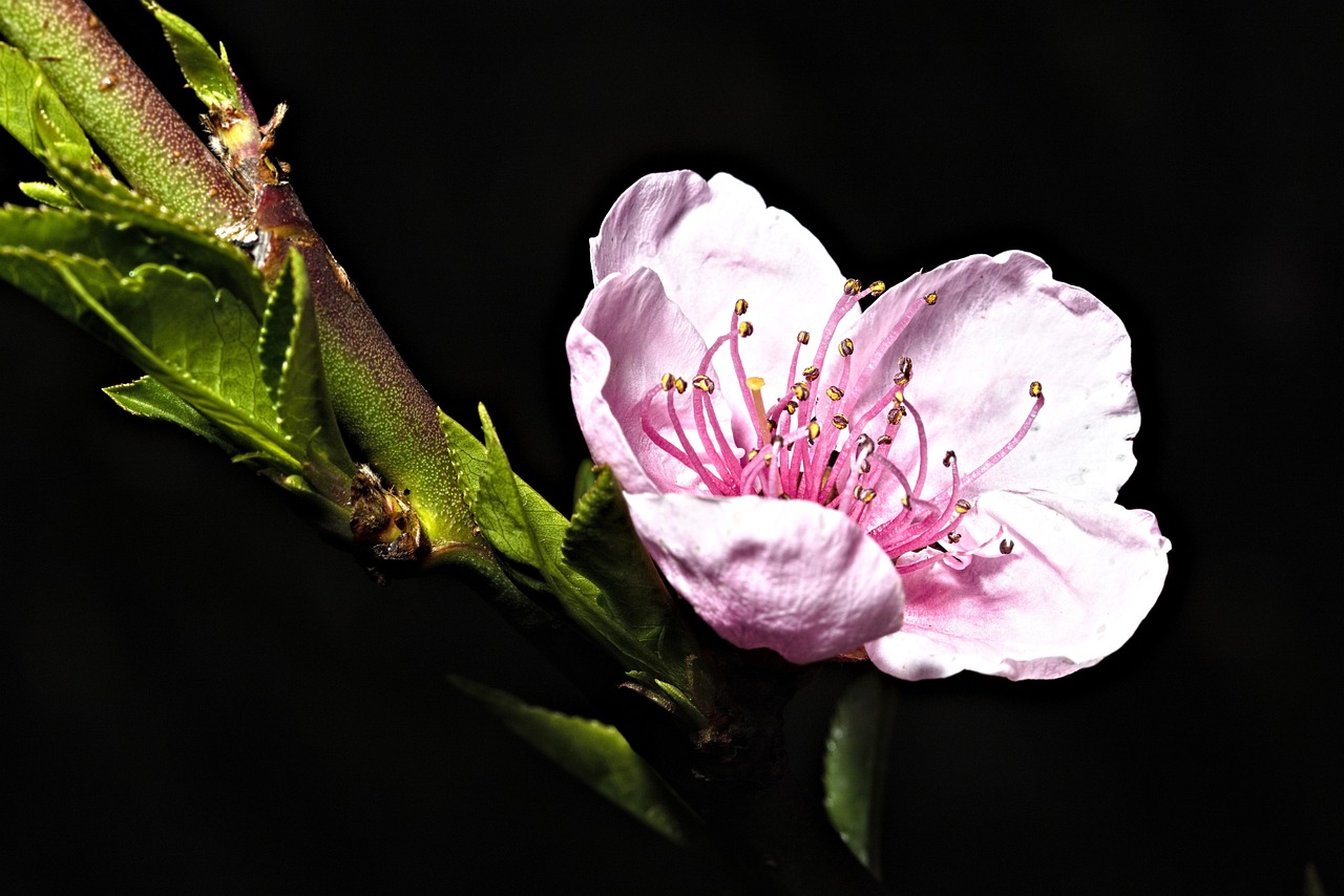 Flower Bloom Botany - Free photo on Pixabay - Pixabay