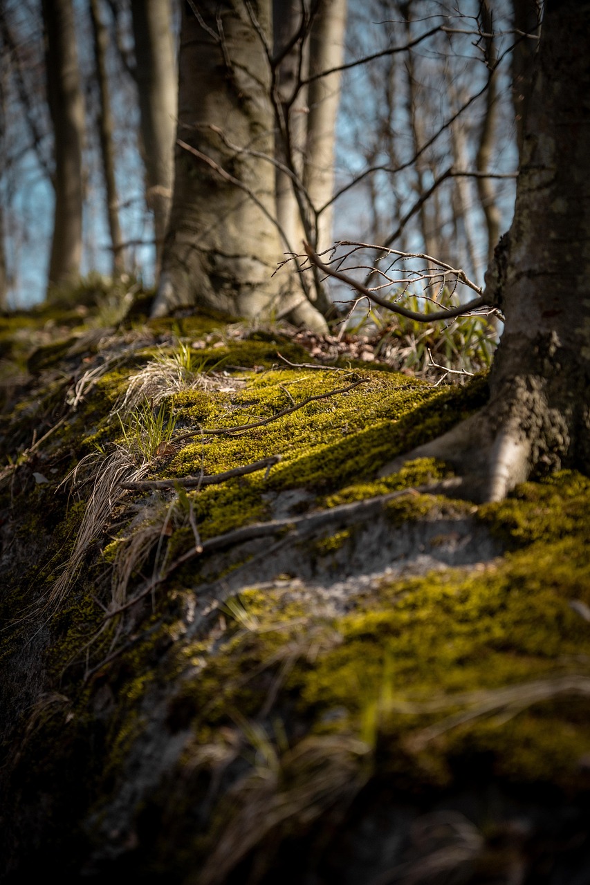 100+ Free Sea Moss & Moss Images - Pixabay