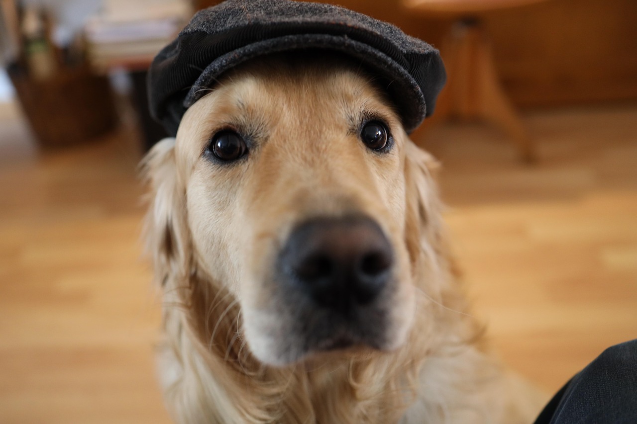 Jenis Anjing Golden Retriever - Foto gratis di Pixabay - Pixabay