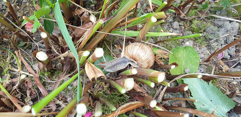 Siput Hewan Kebun - Foto gratis di Pixabay