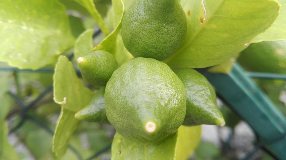 Limone Garde - Photo gratuite sur Pixabay - Pixabay