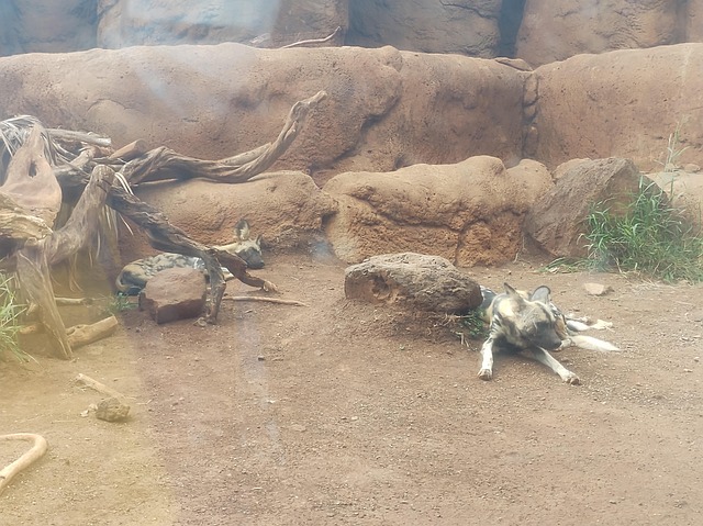 Hyène Zoo Pris - Photo gratuite sur Pixabay - Pixabay