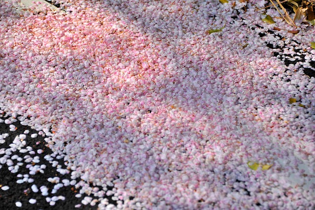 Bunga-Bunga Cherry Blossom Kelopak - Foto gratis di Pixabay - Pixabay