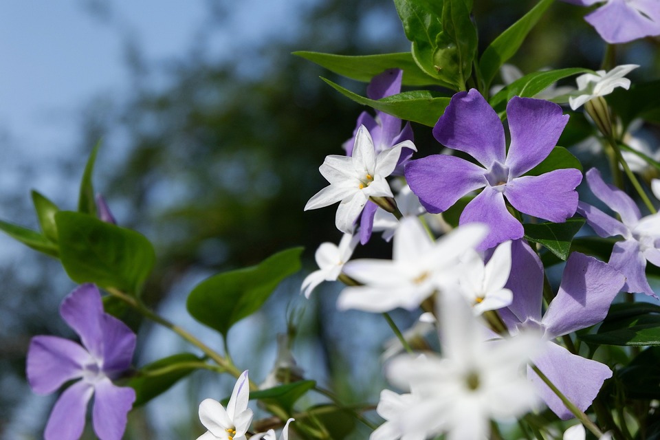 Blumen Garten Natur - Kostenloses Foto auf Pixabay