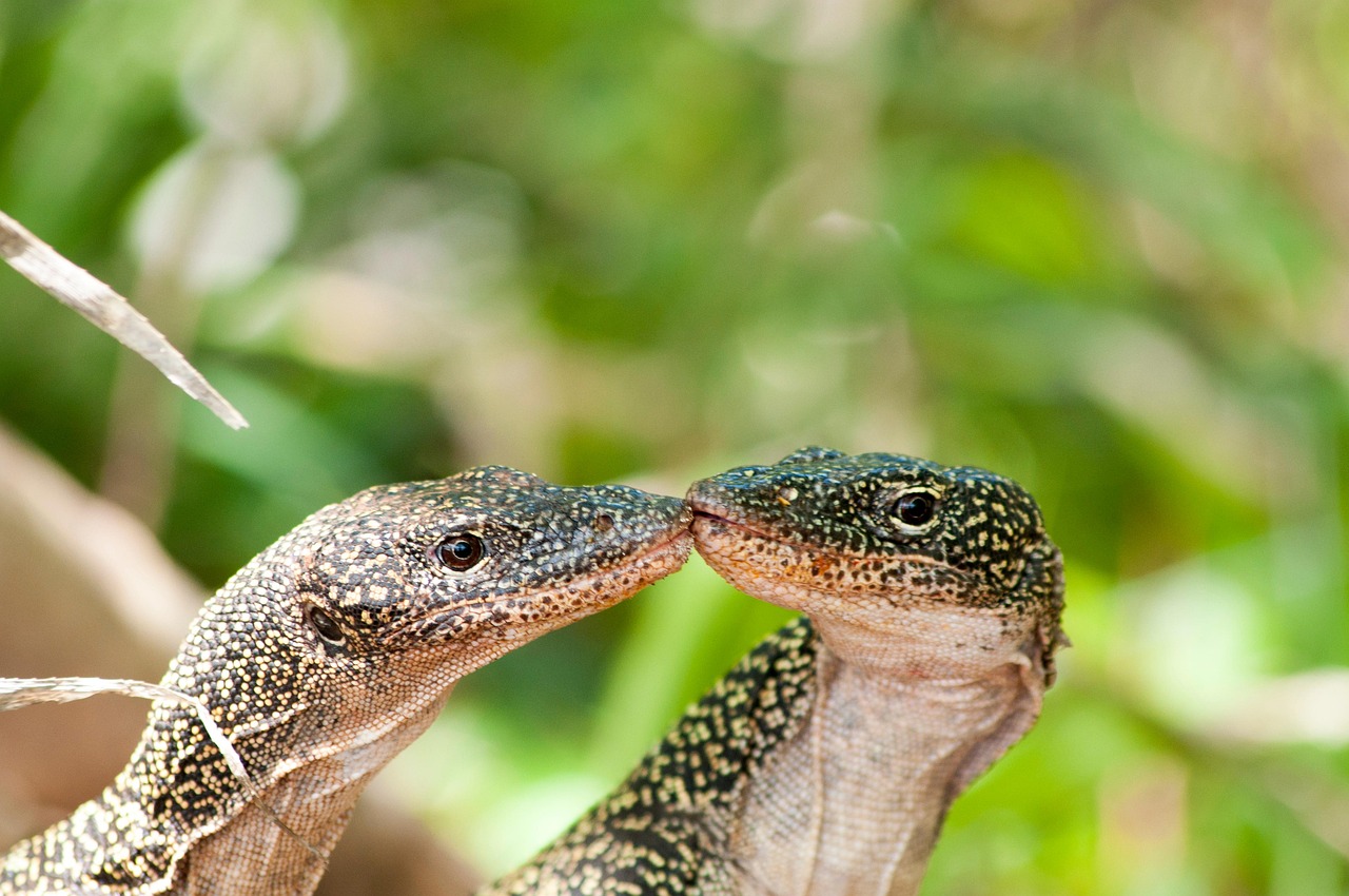 Mangrove Monitor Animals Reptiles - Free photo on Pixabay