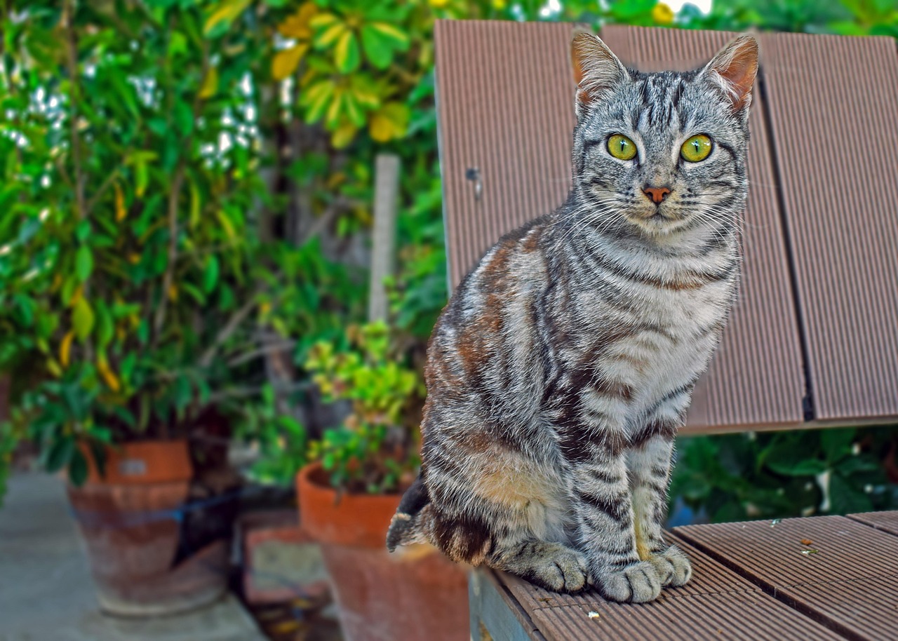 Animal Feline Cat - Free photo on Pixabay - Pixabay