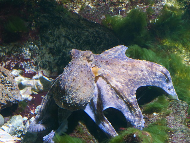 Octopus Squid Sea - Free photo on Pixabay
