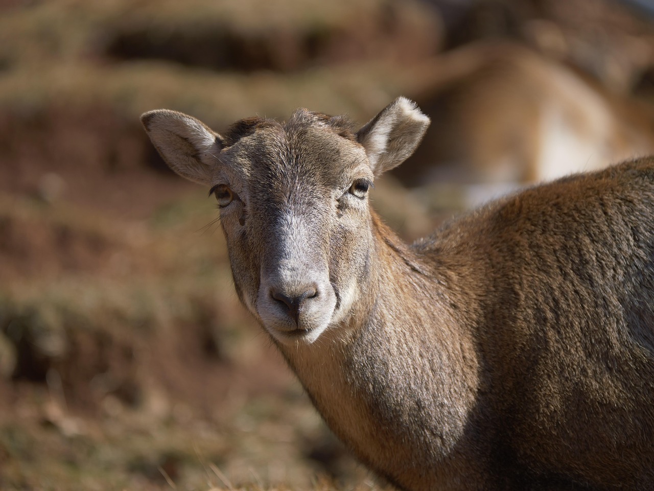 Alpine Ibex Mountain Goat Alps - Free photo on Pixabay