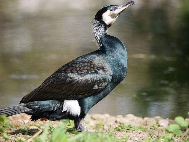 Cormorant Bird Animal Water - Free photo on Pixabay