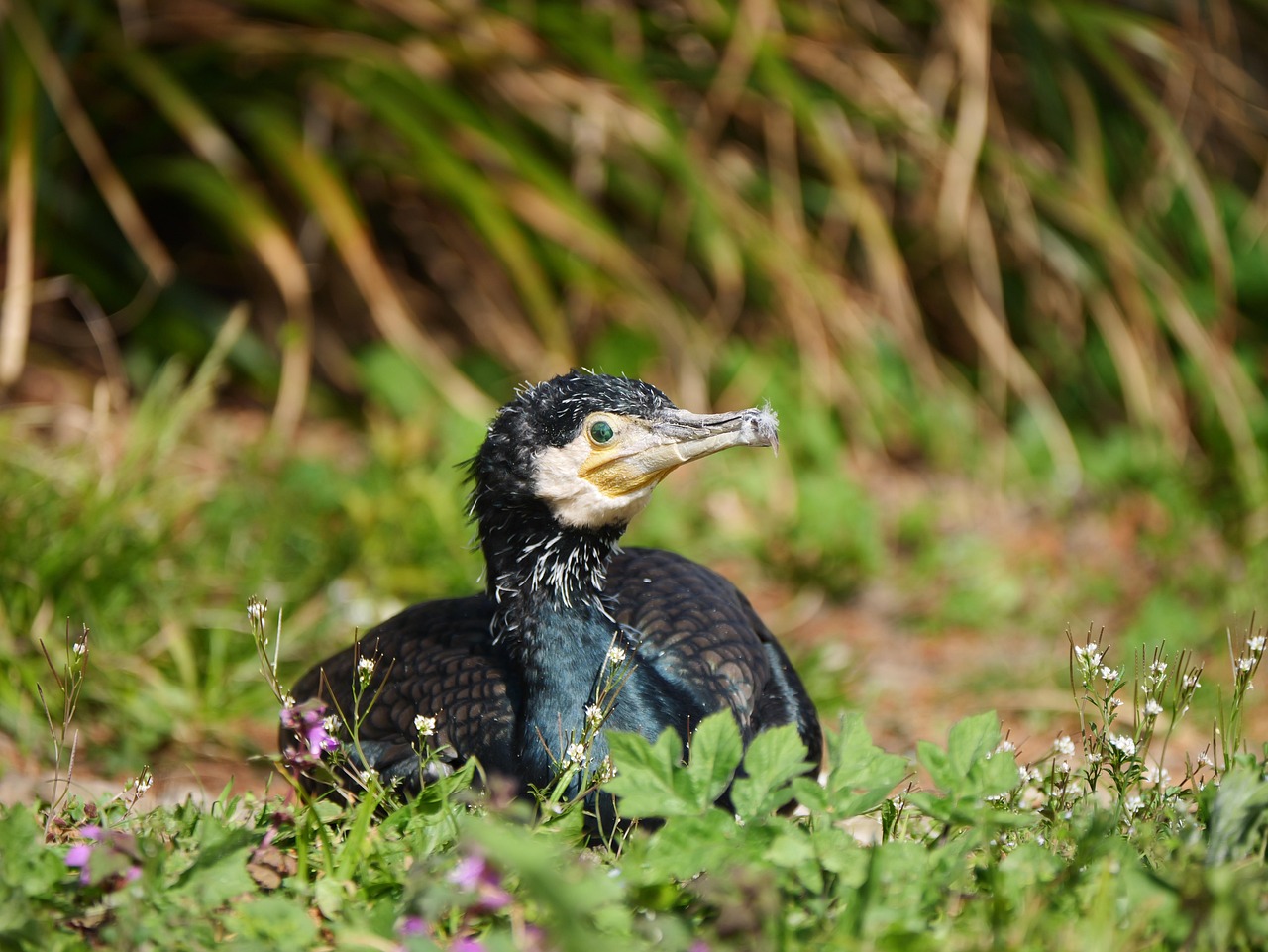 Cormorant Bird Animal Water - Free photo on Pixabay - Pixabay