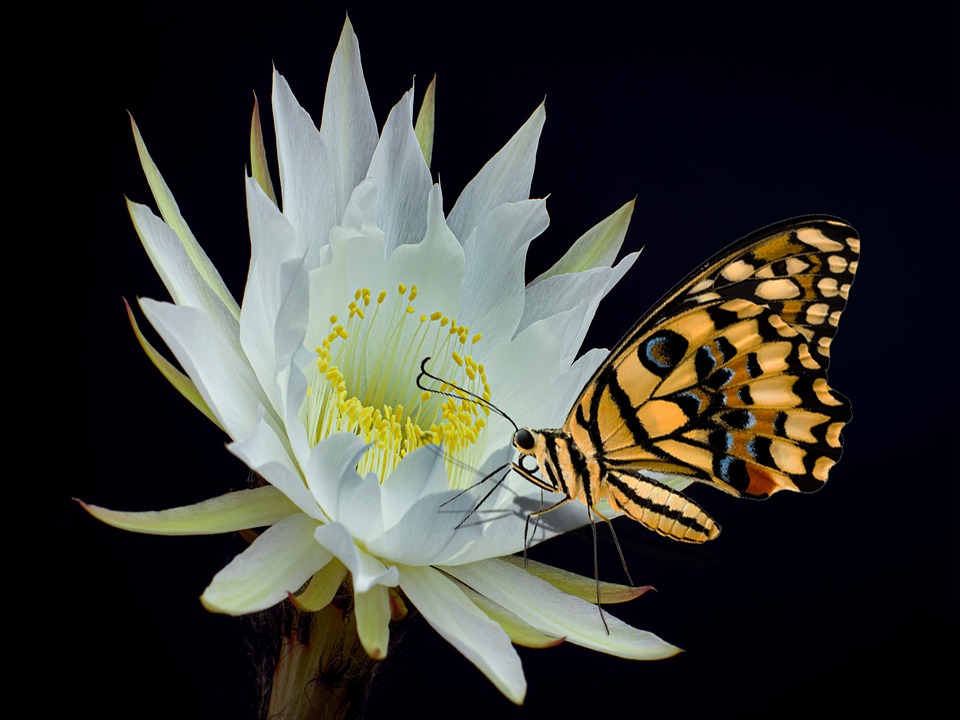 Lily Petals Flower - Free photo on Pixabay - Pixabay