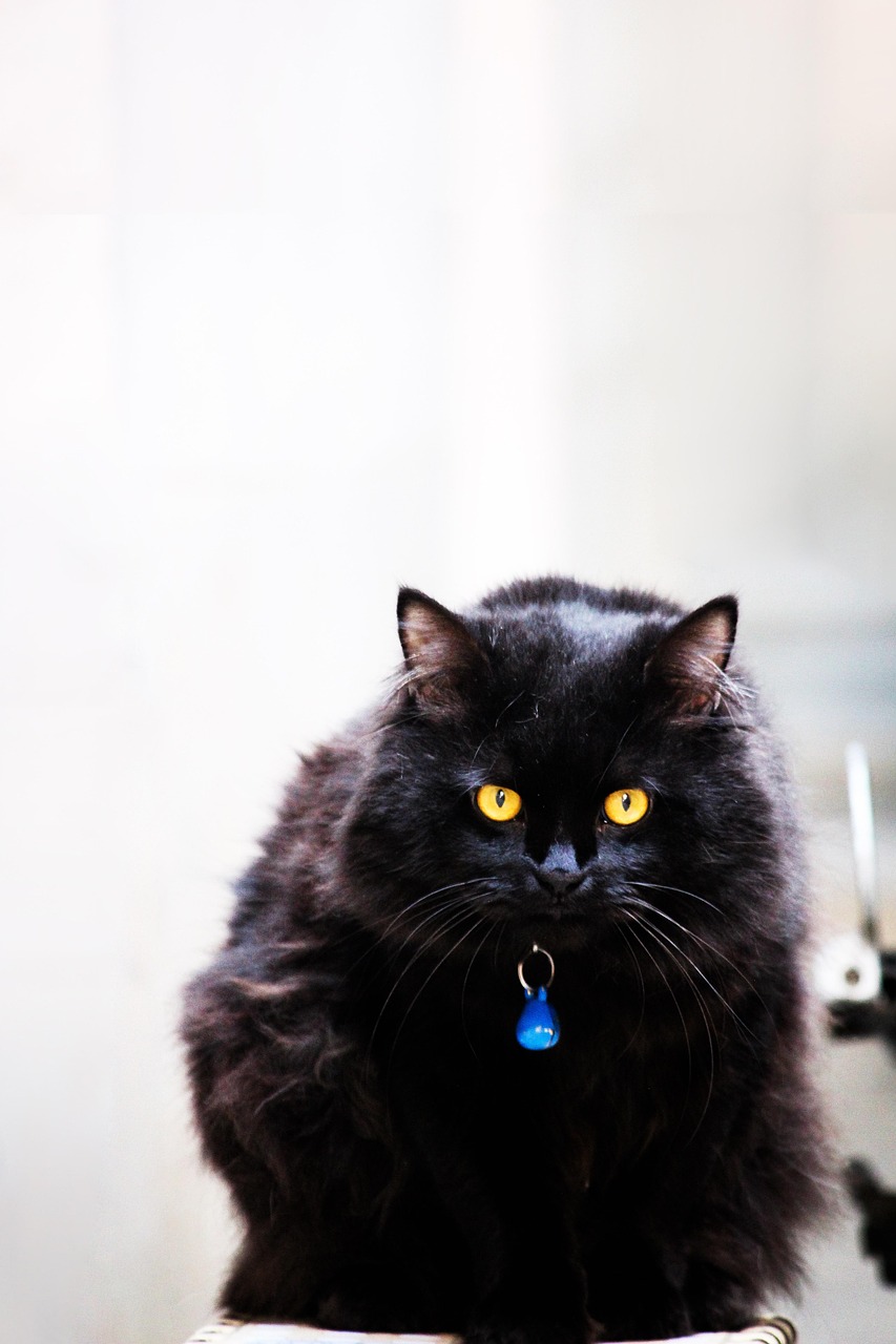 Cat Chat Noir Félin - Photo gratuite sur Pixabay - Pixabay