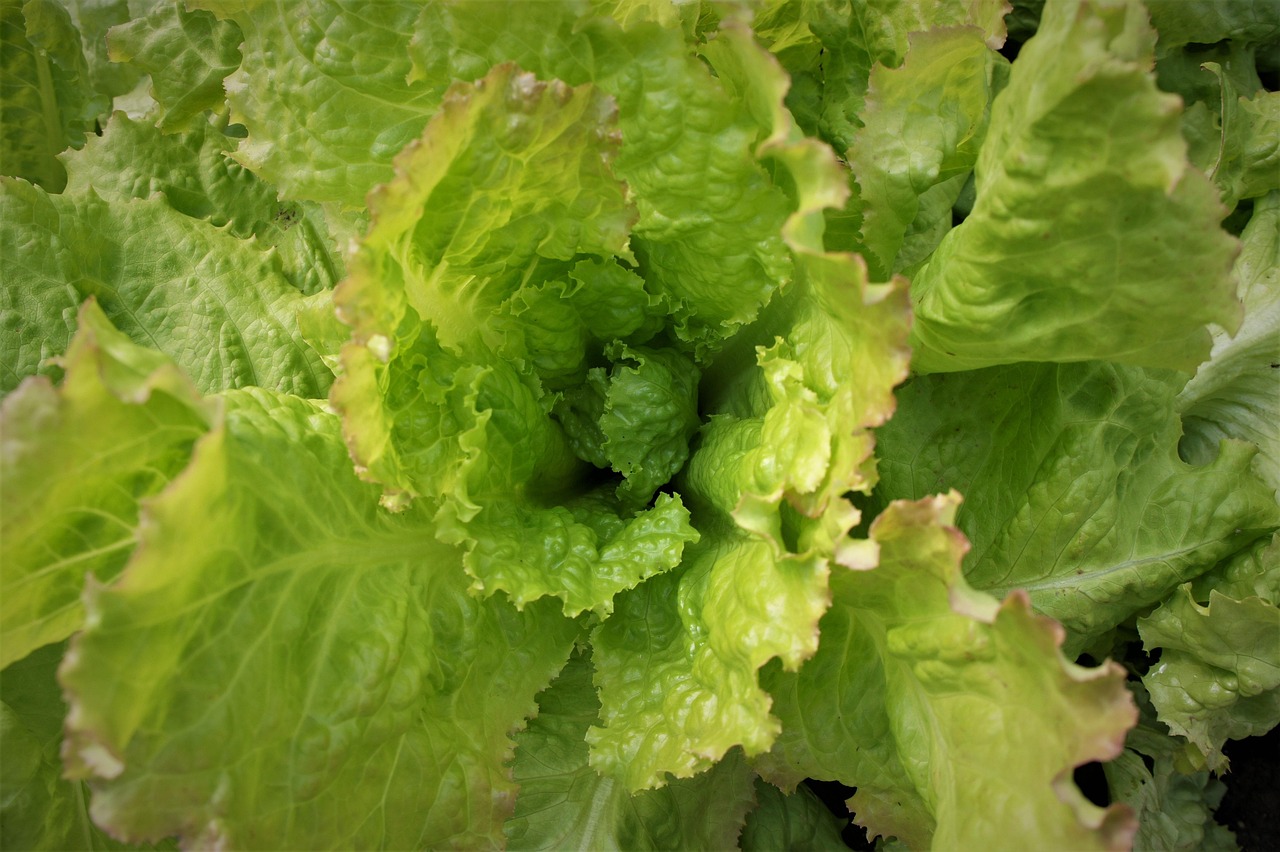 Iceberg Lettuce Green - Free photo on Pixabay - Pixabay