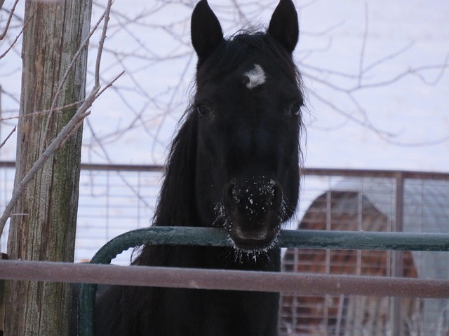 Horse Black Winter - Free photo on Pixabay - Pixabay
