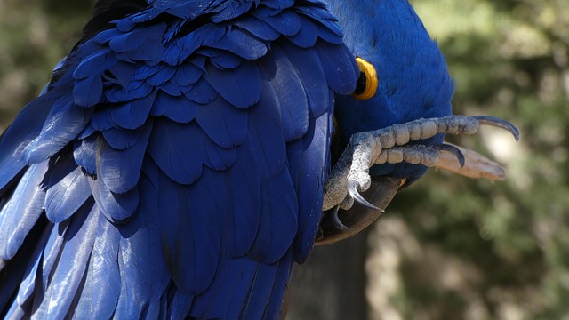 Parrot Blue Bird - Free photo on Pixabay