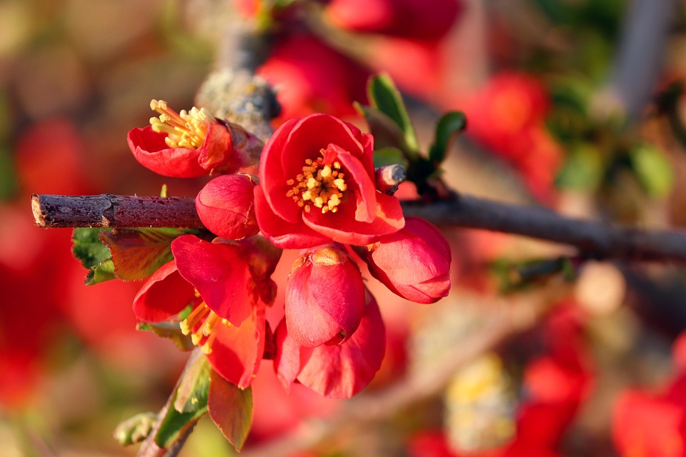 Flowering Quince Flowers Plant - Free photo on Pixabay - Pixabay