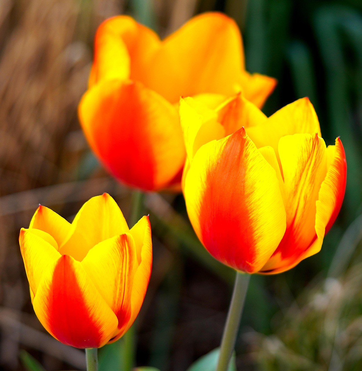 Tulipaner Blomster Planter - Gratis foto på Pixabay - Pixabay