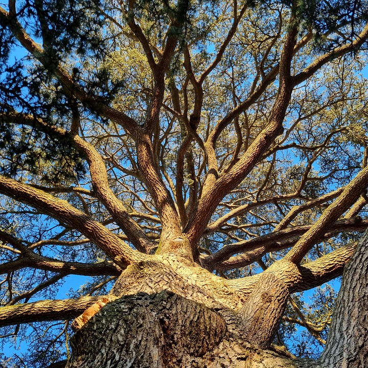 Tree Nature Branches - Free photo on Pixabay - Pixabay