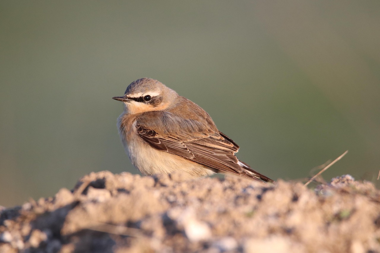 Birds Wheatear Avian - Free photo on Pixabay