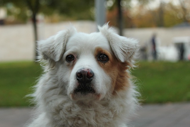 Animal Perro Cachorro - Foto gratis en Pixabay - Pixabay