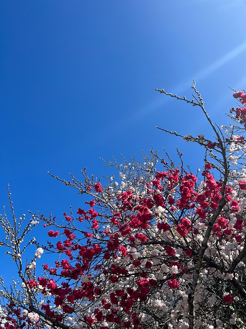 Azalee Rhododendron Baum - Kostenloses Foto auf Pixabay - Pixabay