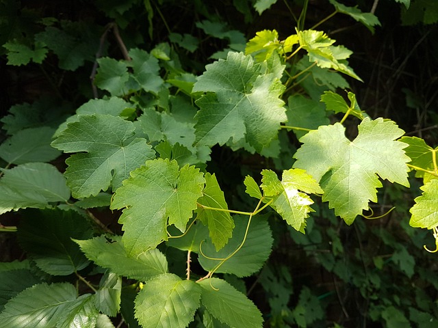 Vine Leaves Grapevines Plants Wild - Free photo on Pixabay
