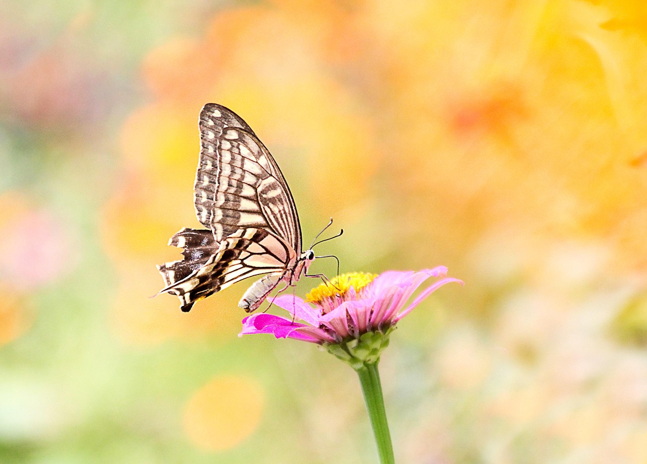 Fleur Papillon Pollinisation - Photo gratuite sur Pixabay - Pixabay