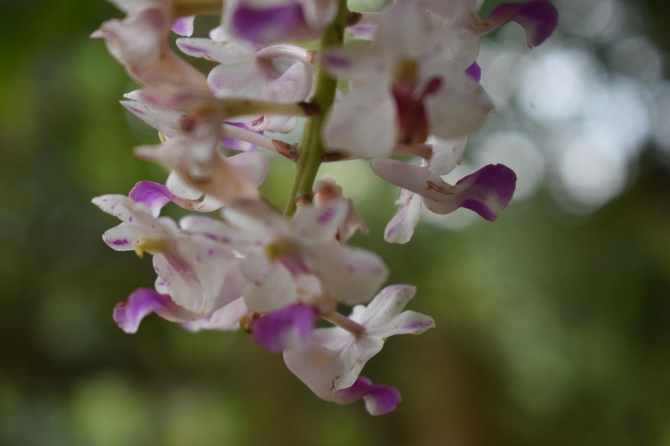 Orchidea Fiore Bloom - Foto gratis su Pixabay