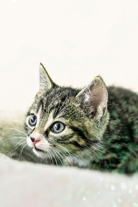 Cat Kitten Fur - Free photo on Pixabay