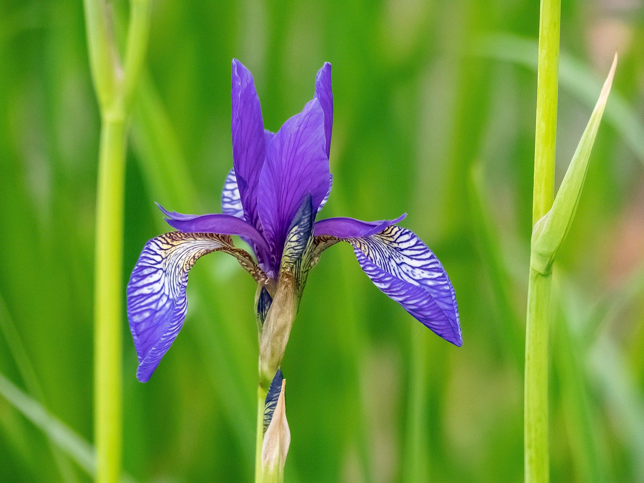 Flowers Iris Purple - Free photo on Pixabay - Pixabay